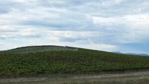 Bliss, la collina di Windows XP: com'è oggi il paesaggio più famoso ...